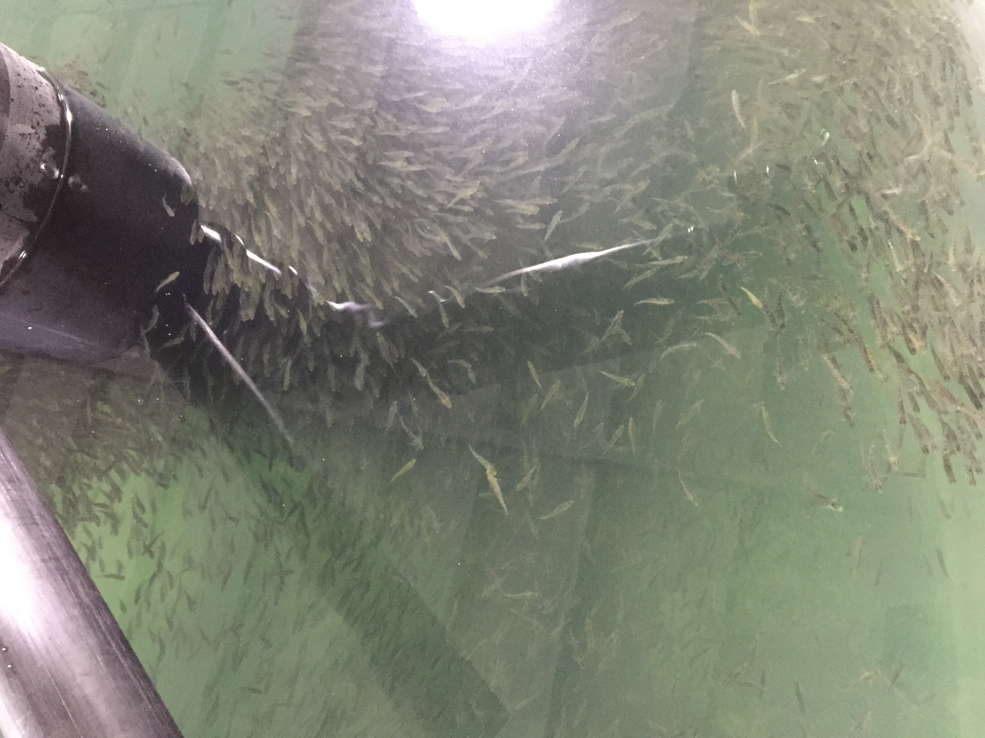 Services – Cspipesolutions